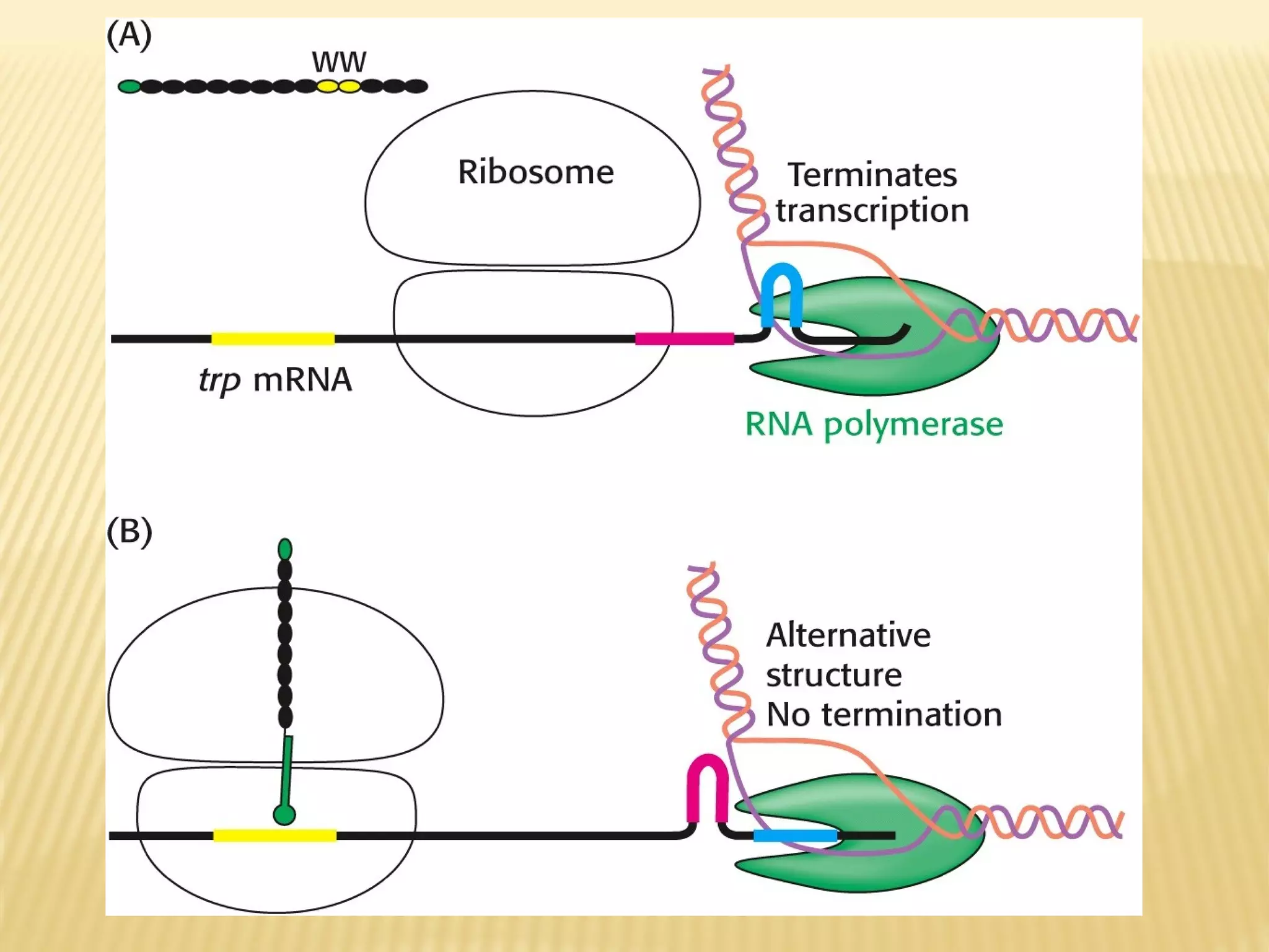 Protein synthesis ribosome | PPT