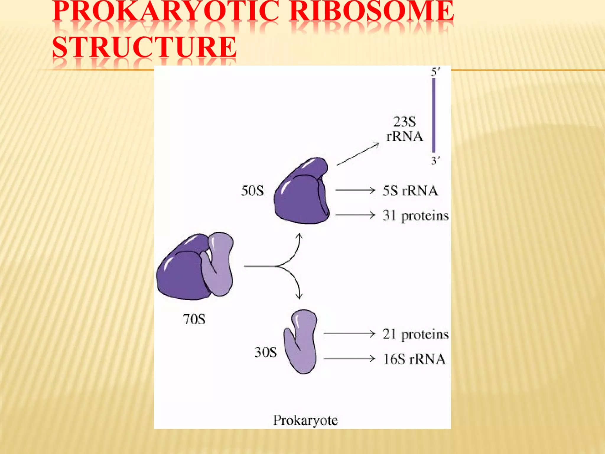 Protein synthesis ribosome | PPT