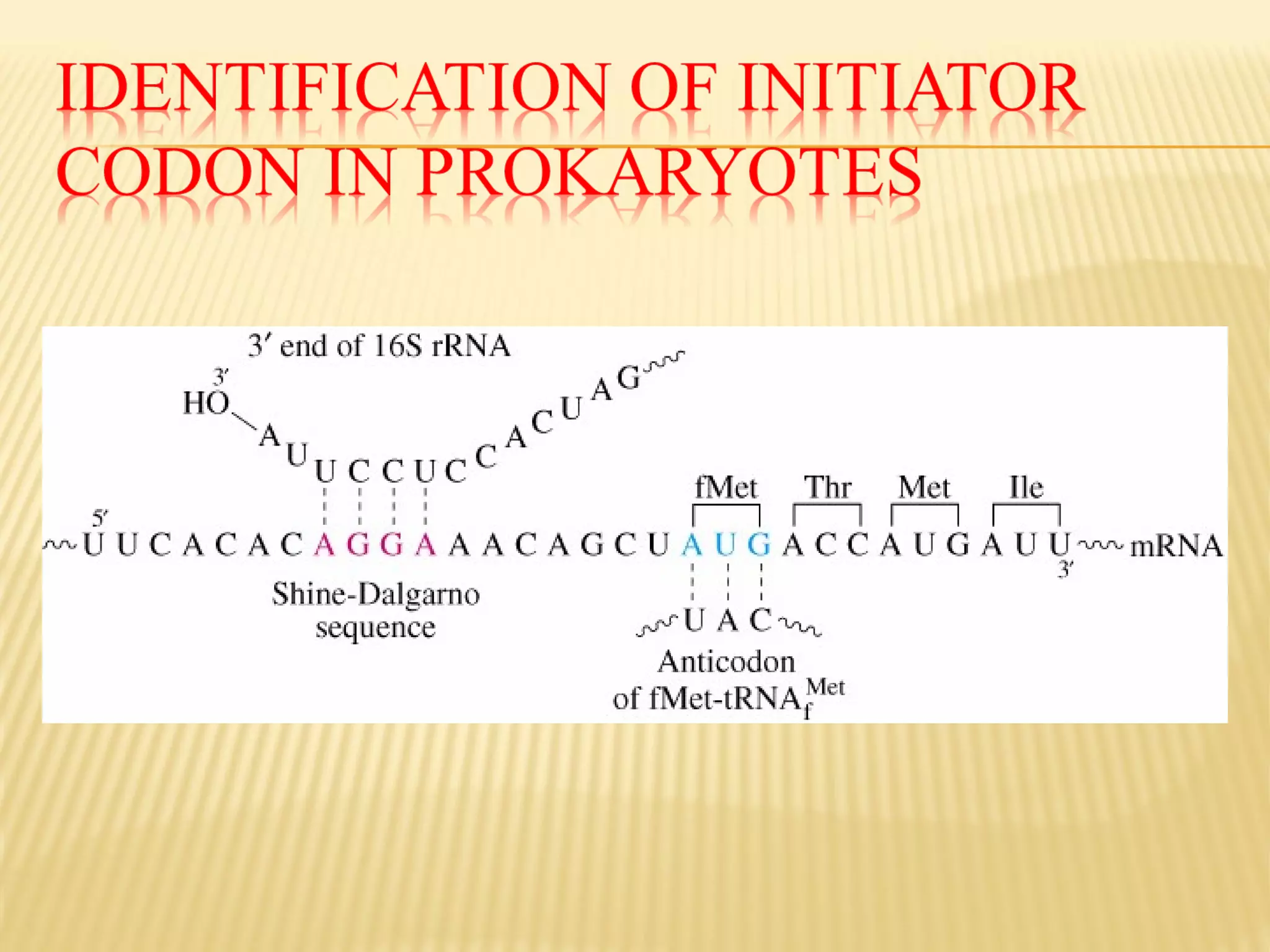 Protein synthesis ribosome | PPT