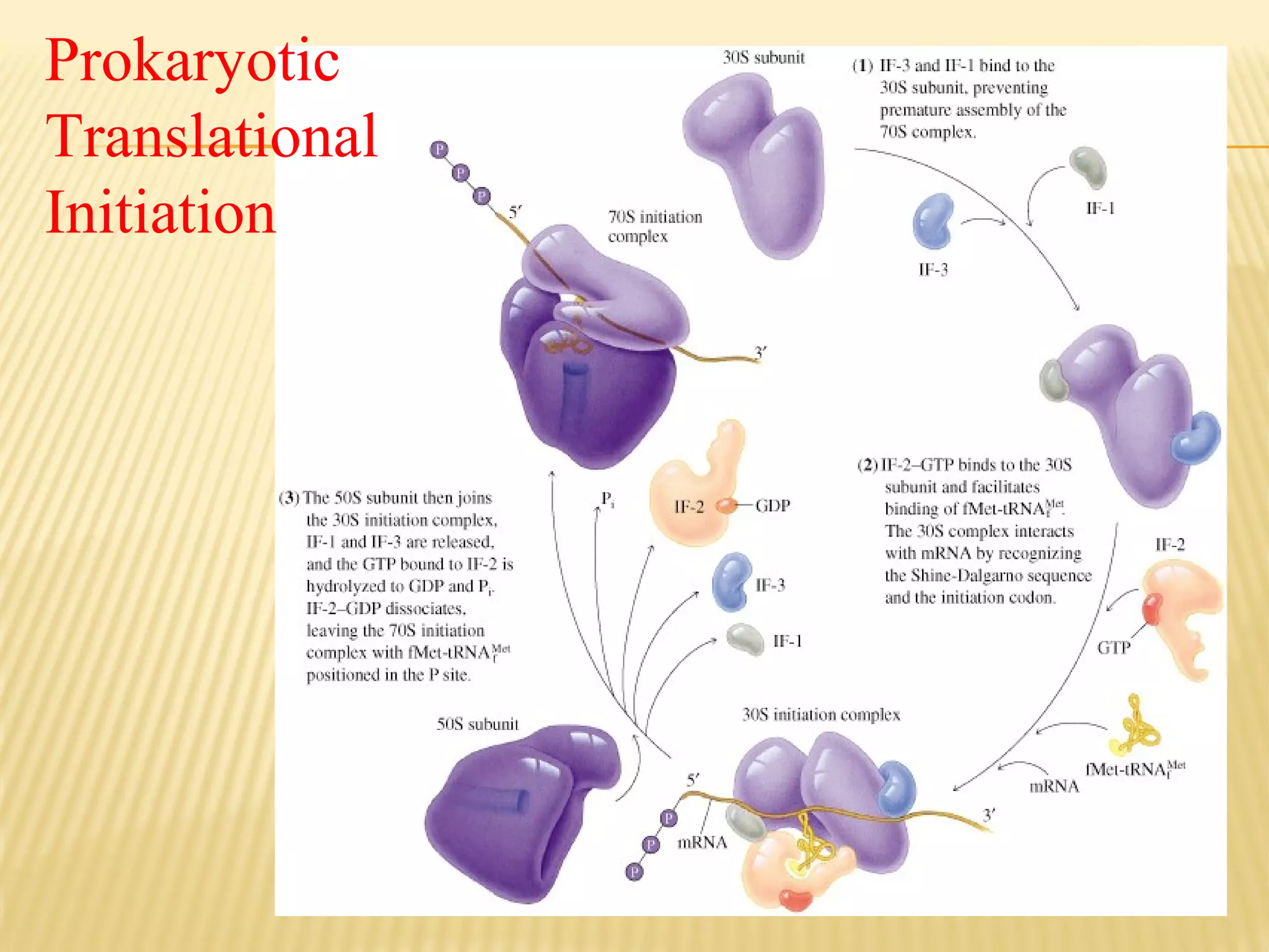 Protein synthesis ribosome | PPT