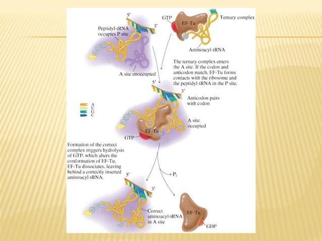 Protein synthesis ribosome | PPT