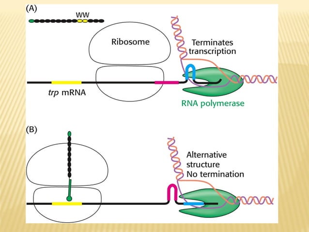 Protein synthesis ribosome | PPT