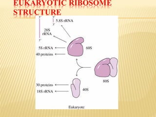 Protein synthesis ribosome | PPT