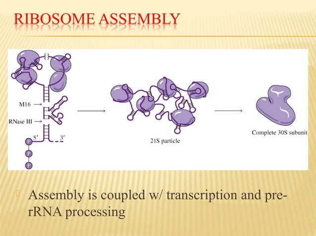 Protein synthesis ribosome | PPT