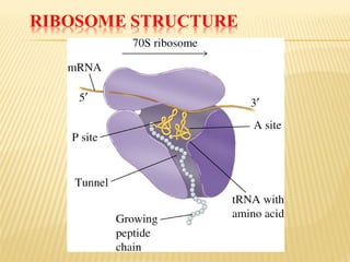 Protein synthesis ribosome | PPT