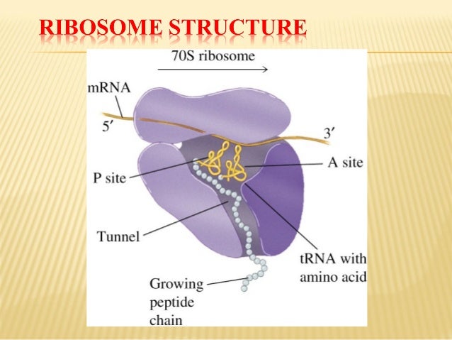 Protein synthesis ribosome