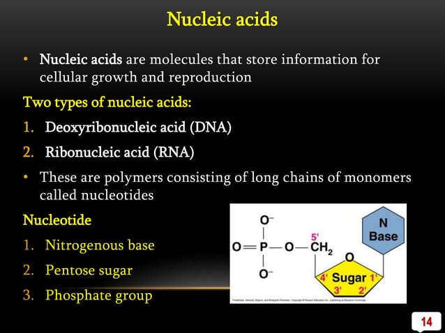 Protein synthesis, Structure and types of Nucleic.pptx