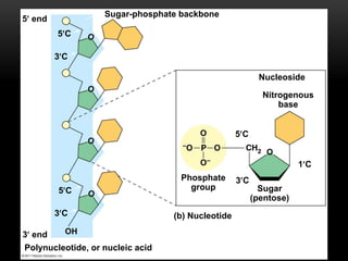 Protein synthesis, Structure and types of Nucleic.pptx