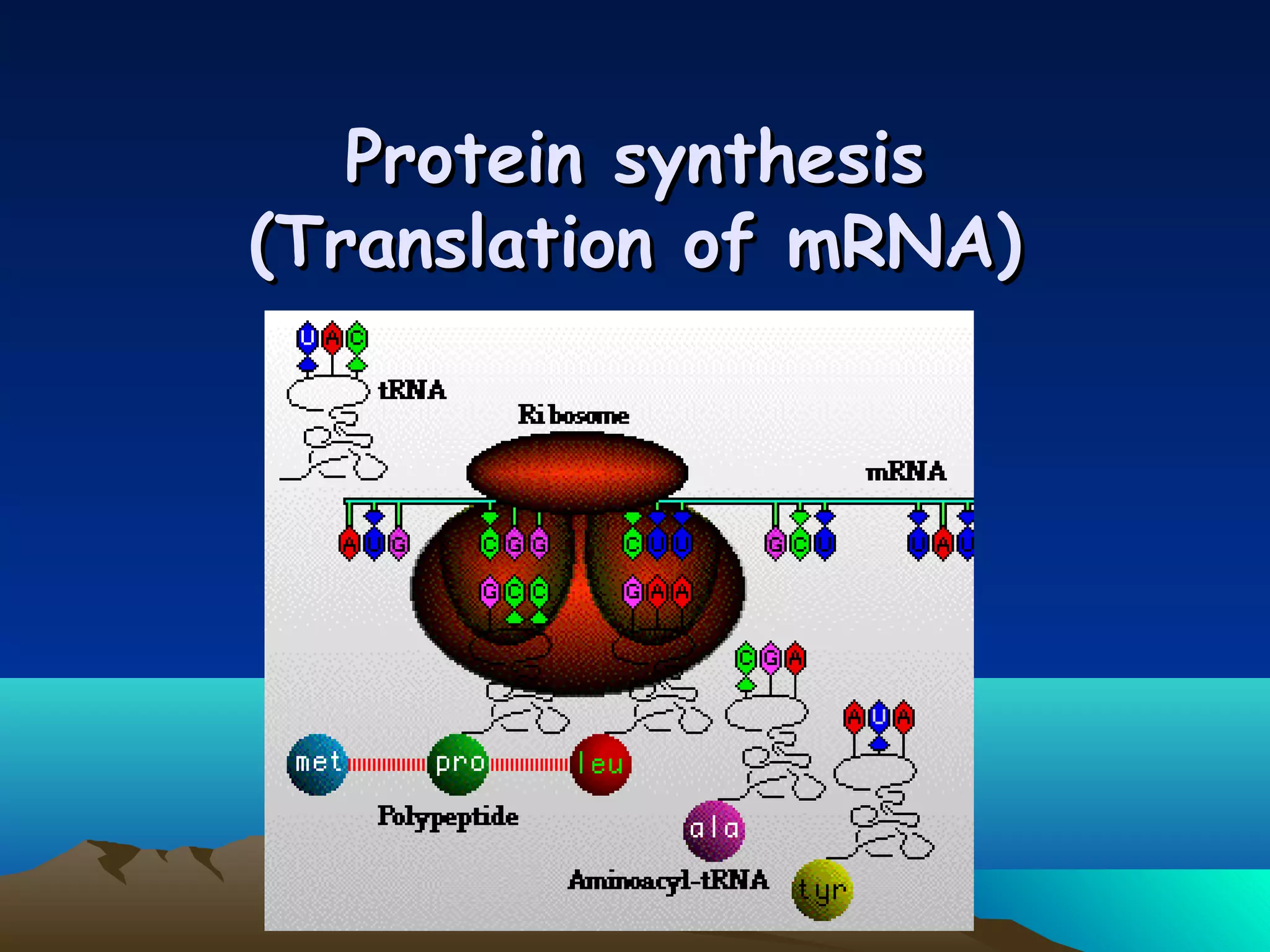 Protein synthesis (translation) | PPT
