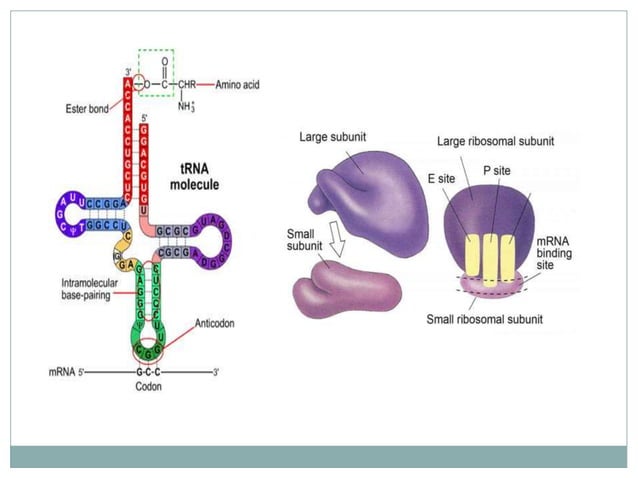 Protein synthesis(translation) | PPTX | Programming Languages | Computing