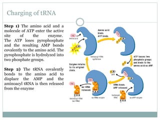 Protein synthesis(translation) | PPTX