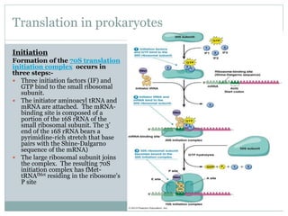 Protein synthesis(translation) | PPTX