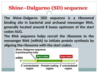 Protein synthesis translation in prokaryotes - SS.pptx