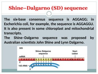 Protein synthesis translation in prokaryotes - SS.pptx