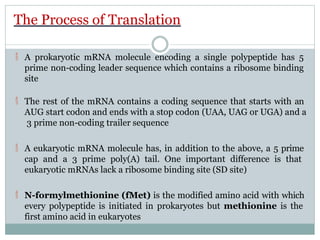 Protein synthesis translation in prokaryotes - SS.pptx