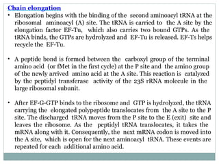 Protein synthesis translation in prokaryotes - SS.pptx