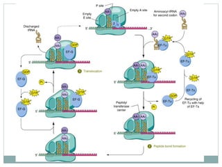 Protein synthesis translation in prokaryotes - SS.pptx