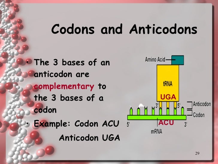 Protein synthesis with turning point