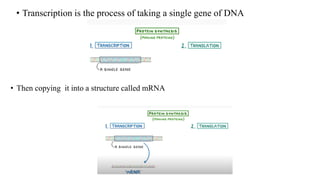 Protein synthsis | PPT