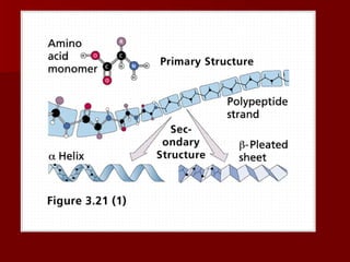 PROTEINS | PPT