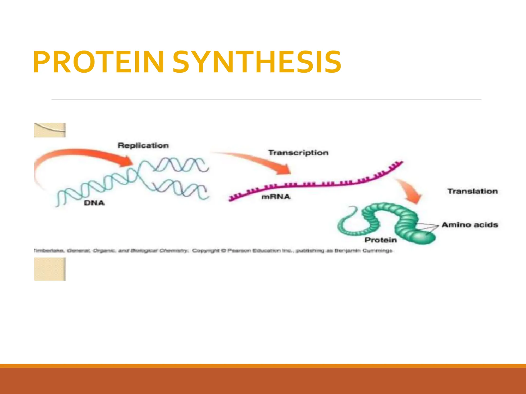 Basic Knowledge about Protein Synthesis Inhibitors.ppt