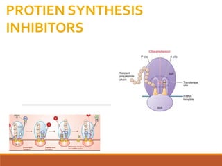 Basic Knowledge about Protein Synthesis Inhibitors.ppt