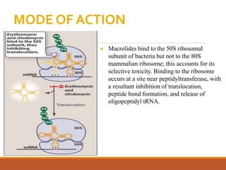 Basic Knowledge about Protein Synthesis Inhibitors.ppt