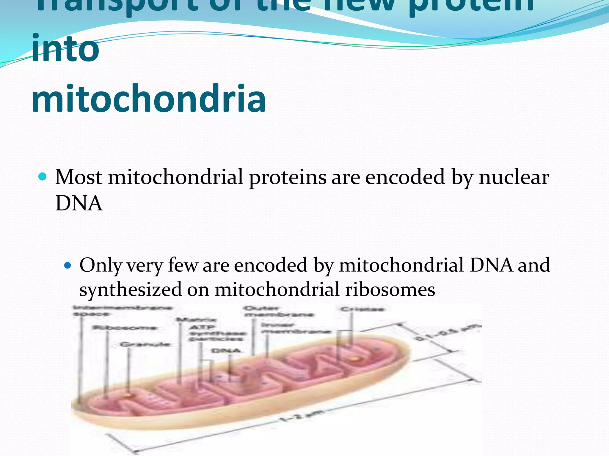 Protein targeting | PPTX