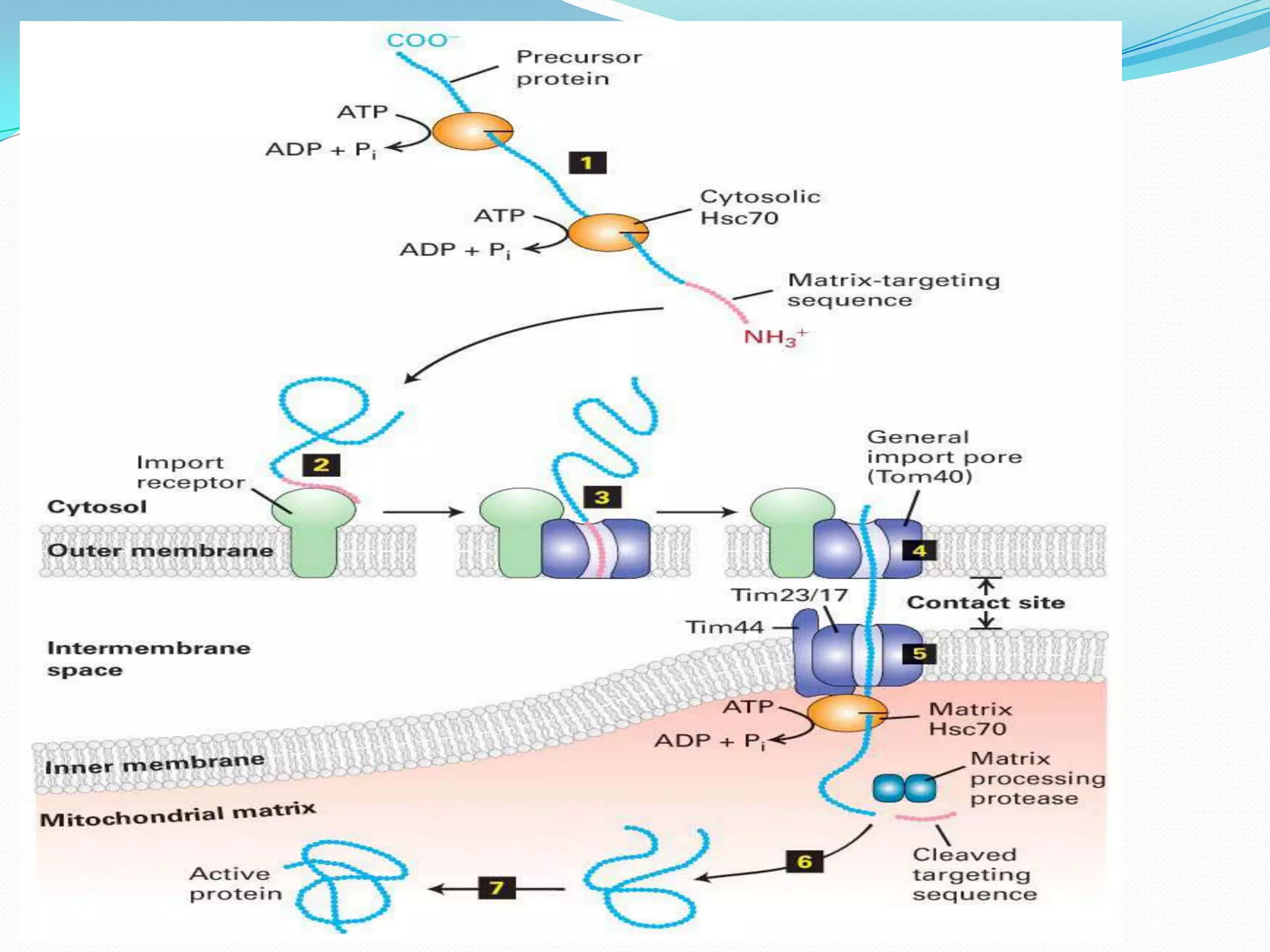 Protein targeting | PPTX