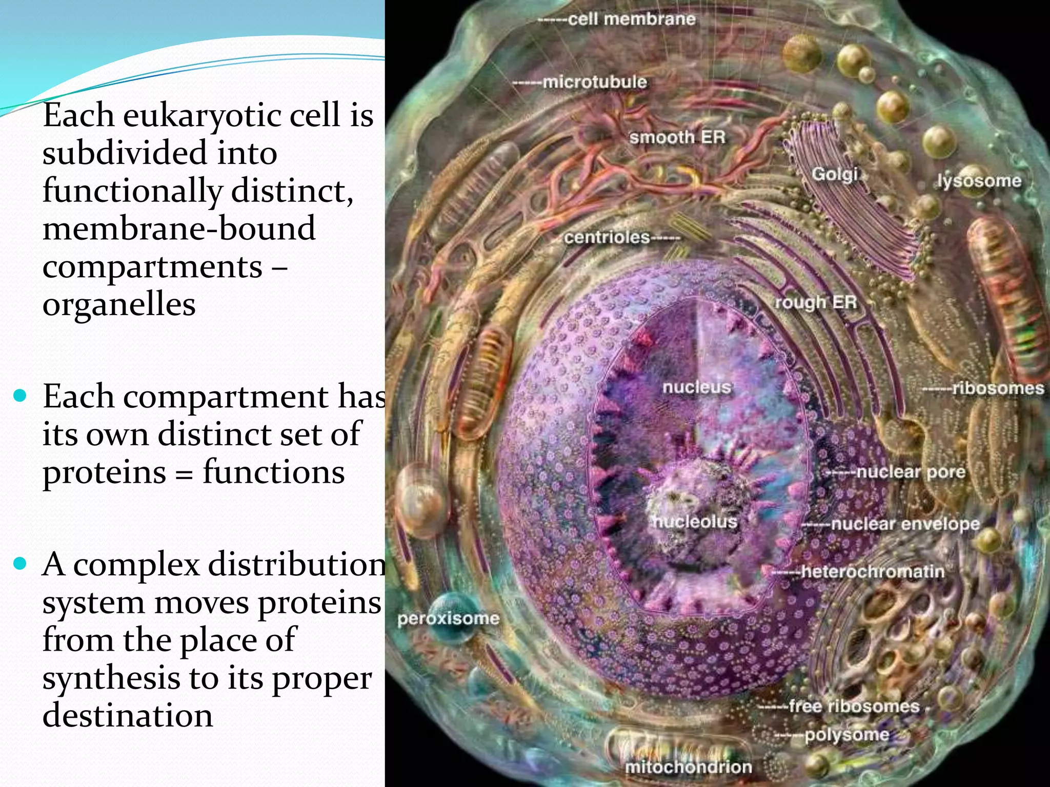 Protein targeting | PPTX