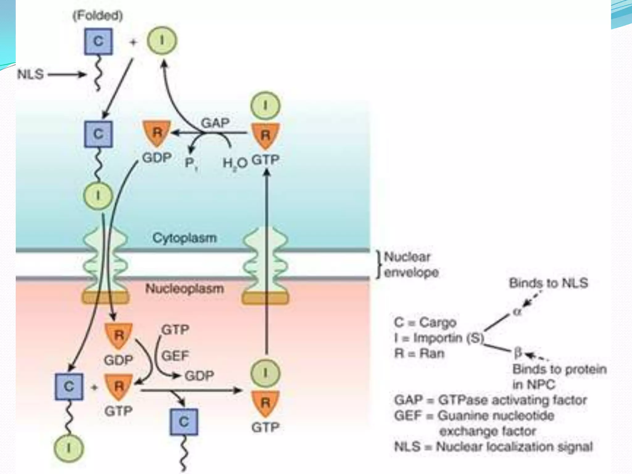 Protein targeting | PPTX