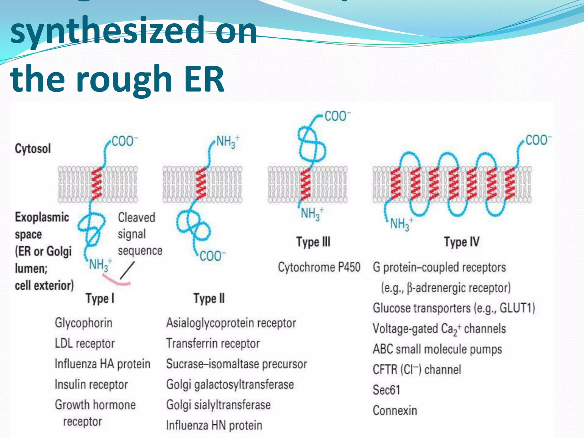 Protein targeting | PPTX