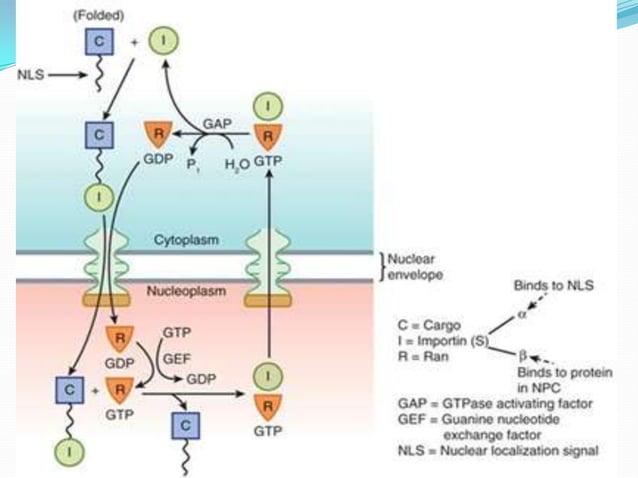 Protein targeting | PPTX