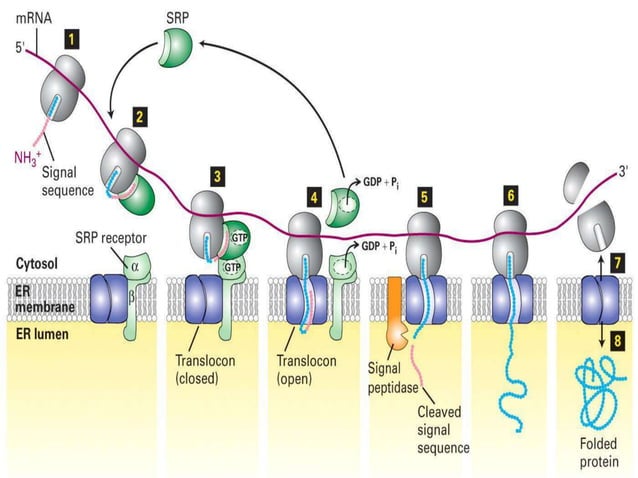 Protein targeting | PPTX