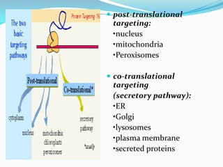 Protein targeting | PPTX