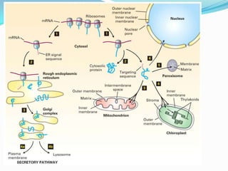 Protein targeting | PPTX