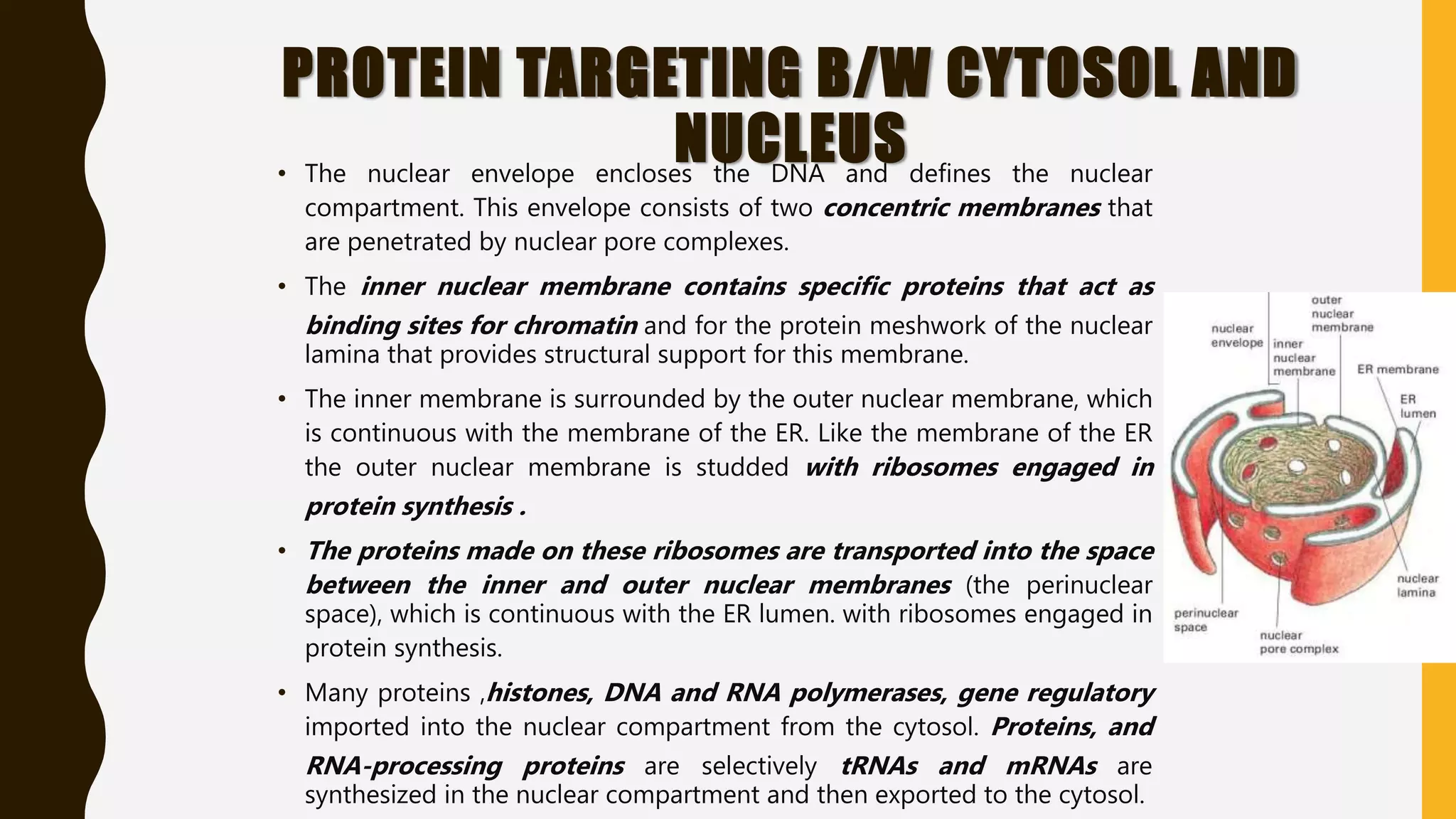 Protein targeting or translocation of proteins | PPTX