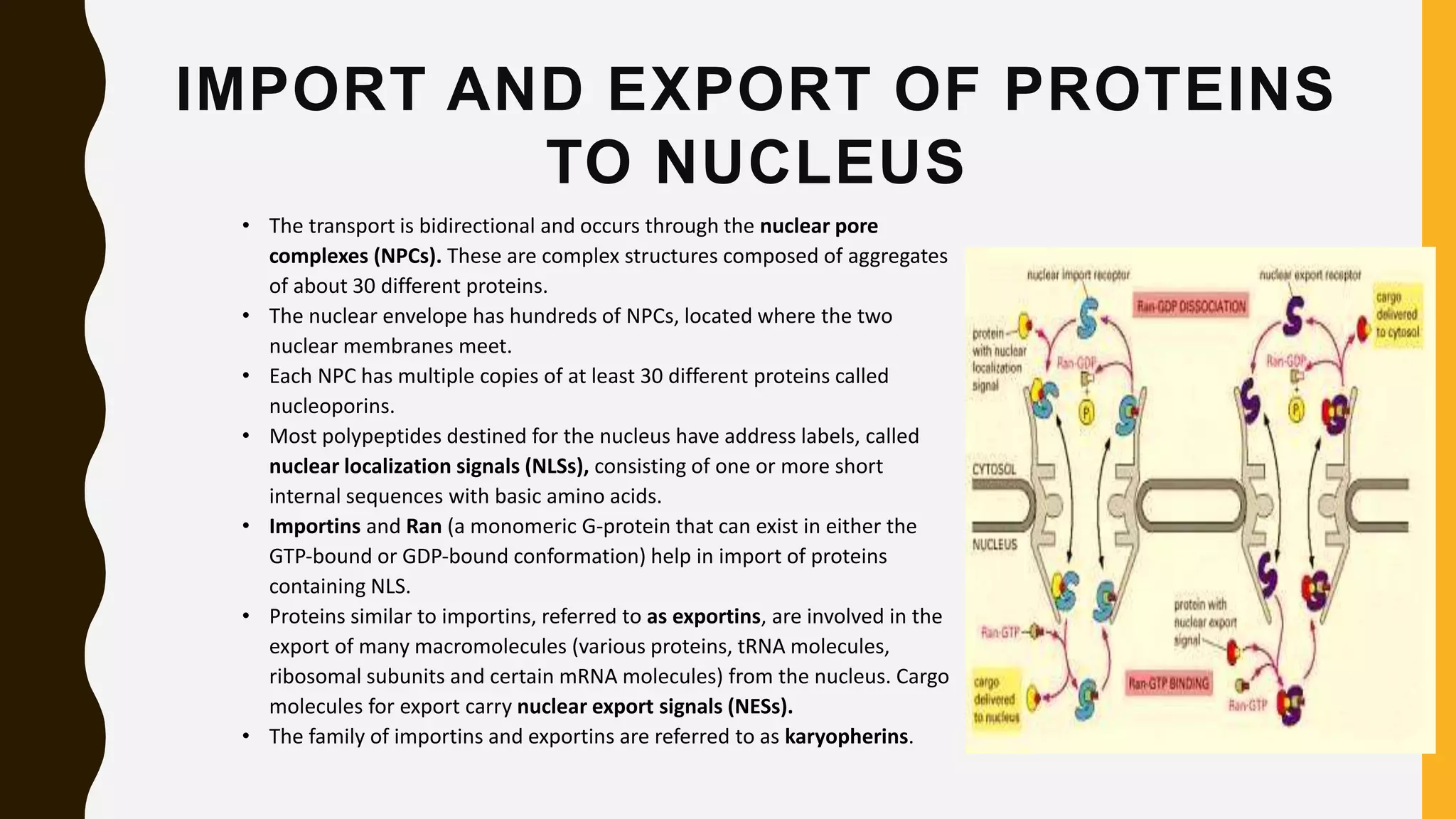 Protein targeting or translocation of proteins | PPTX