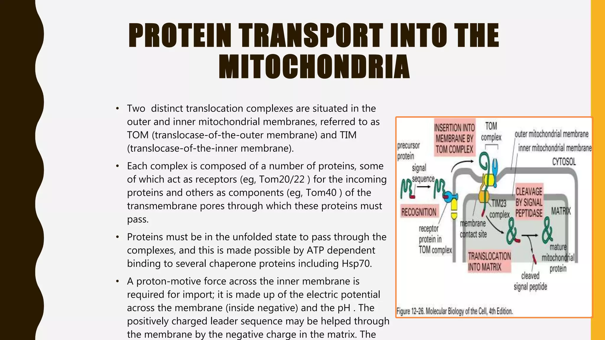 Protein targeting or translocation of proteins | PPTX