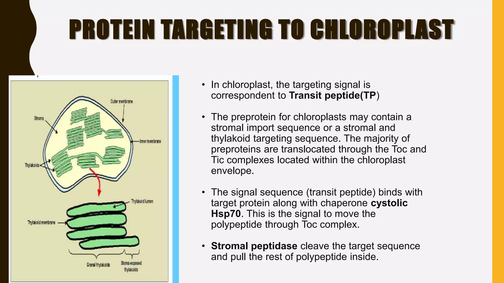 Protein targeting or translocation of proteins | PPTX