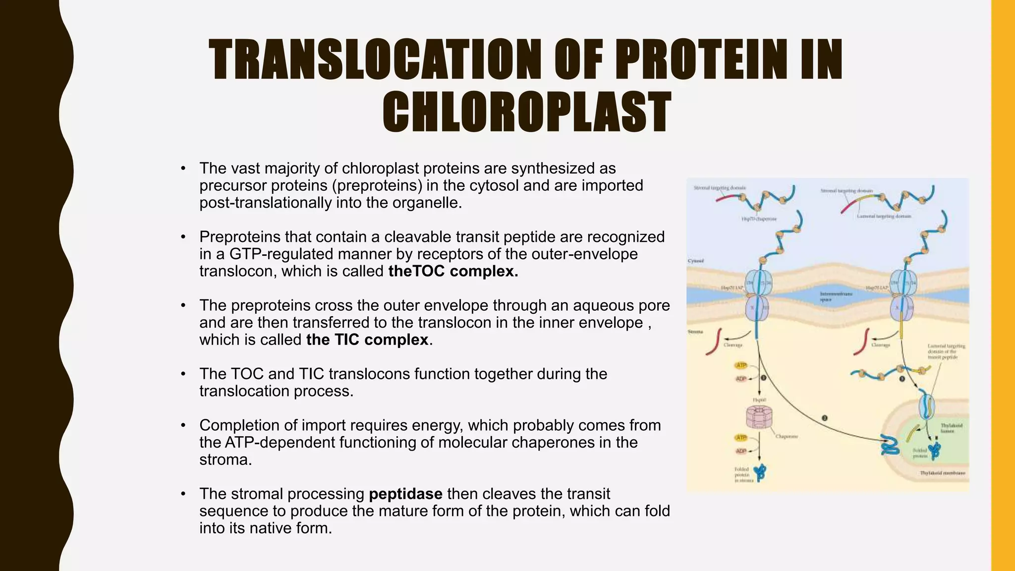 Protein targeting or translocation of proteins | PPTX