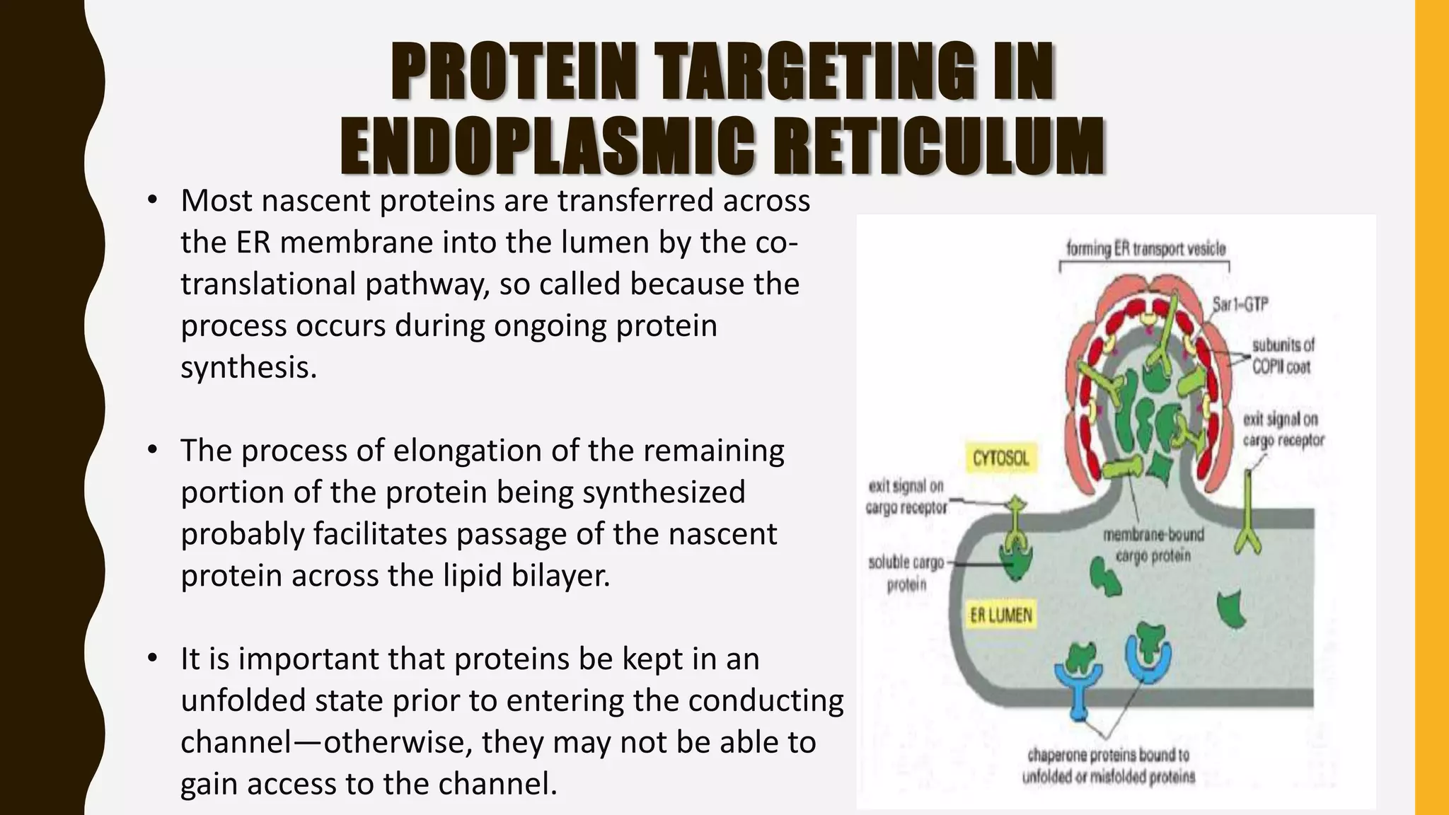 Protein targeting or translocation of proteins | PPTX