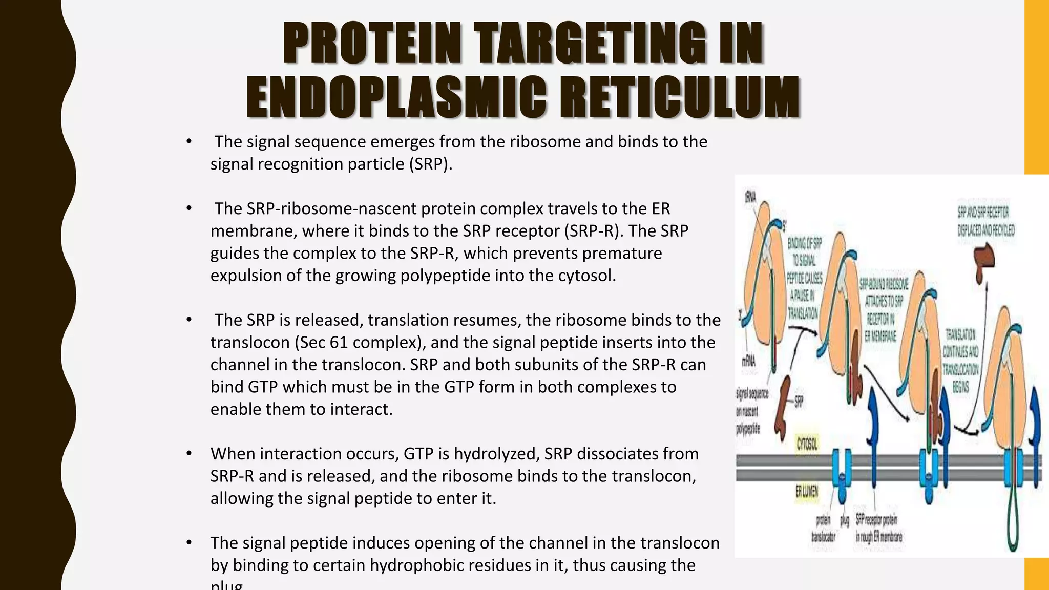 Protein targeting or translocation of proteins | PPTX