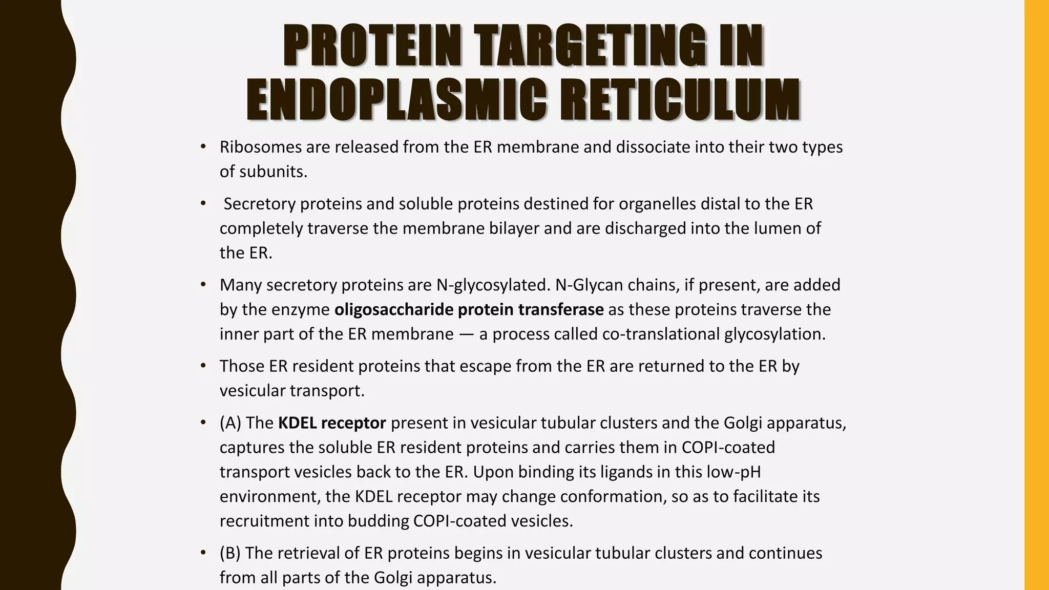 Protein targeting or translocation of proteins | PPTX
