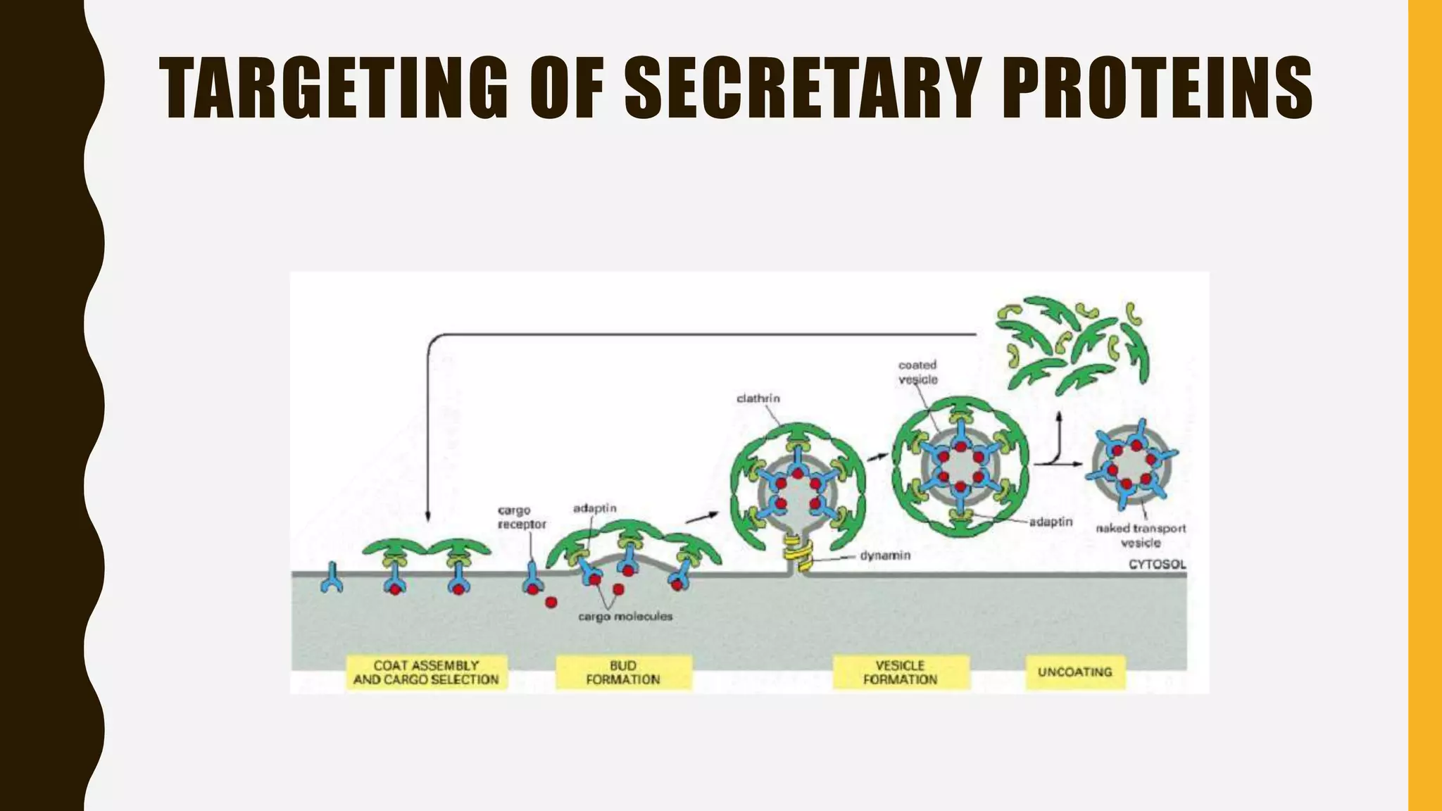 Protein targeting or translocation of proteins | PPTX