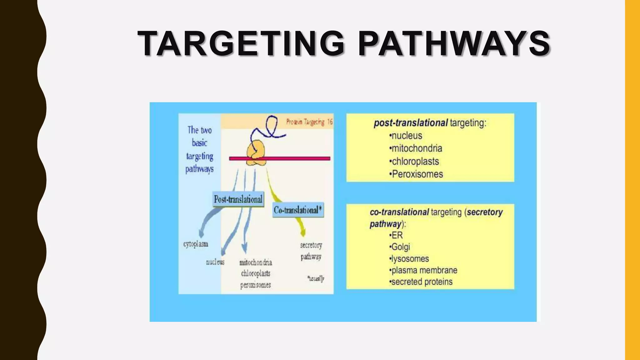 Protein targeting or translocation of proteins | PPTX
