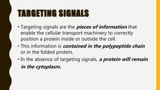 Protein targeting or translocation of proteins | PPTX
