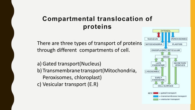 Protein targeting or translocation of proteins | PPTX