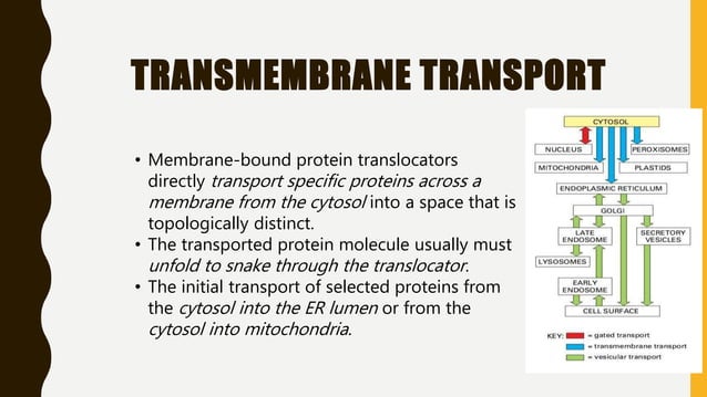 Protein targeting or translocation of proteins | PPTX