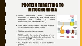 Protein targeting or translocation of proteins | PPTX